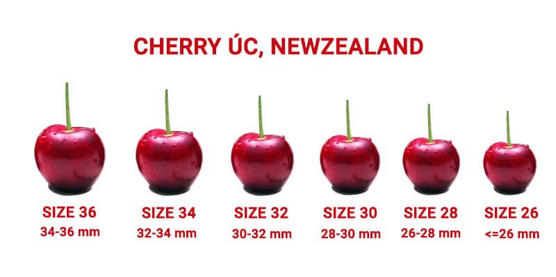 Cách chọn quả Cherry ngon - Mùa vụ Cherry Mỹ, Canada, Úc, New Zealand ...