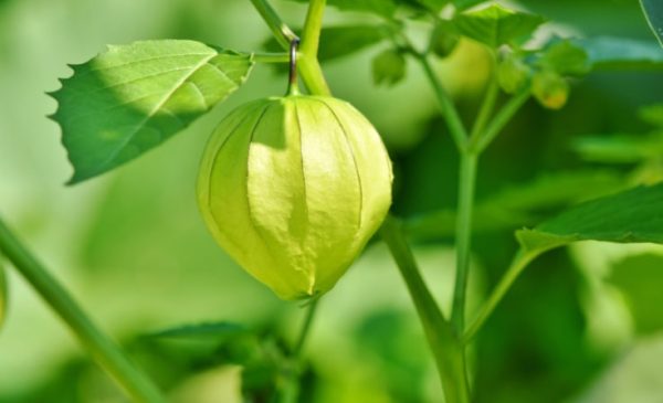 4 Loại quả kỳ lạ nhất thế giới trong đó có 1 quả ở Việt Nam mọc đầy