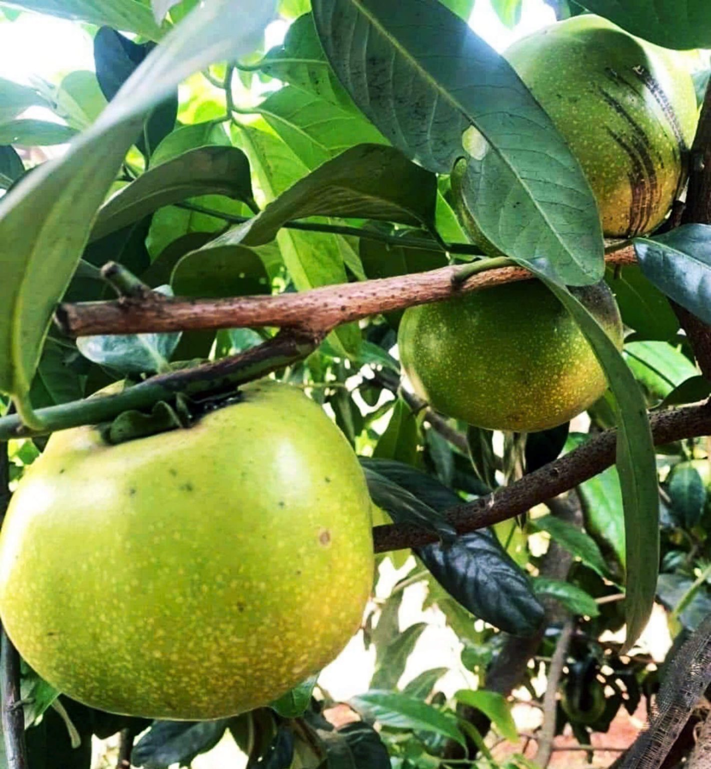 Tìm hiểu về giống Hồng Socola (Black Sapote) vị Socola độc lạ