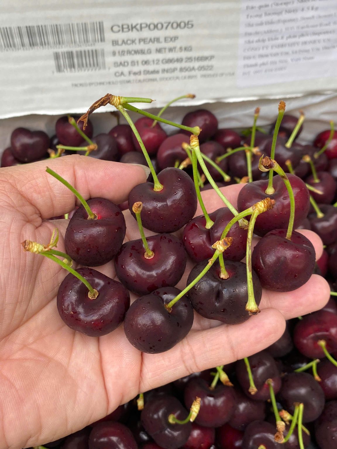 Ớt trái cây Sweet Palermo, trái ớt khổng lồ ăn sống không cay có vị ngọt